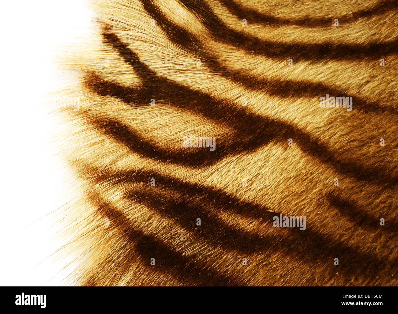 Tiger Skin Over White Stock Photo - Alamy