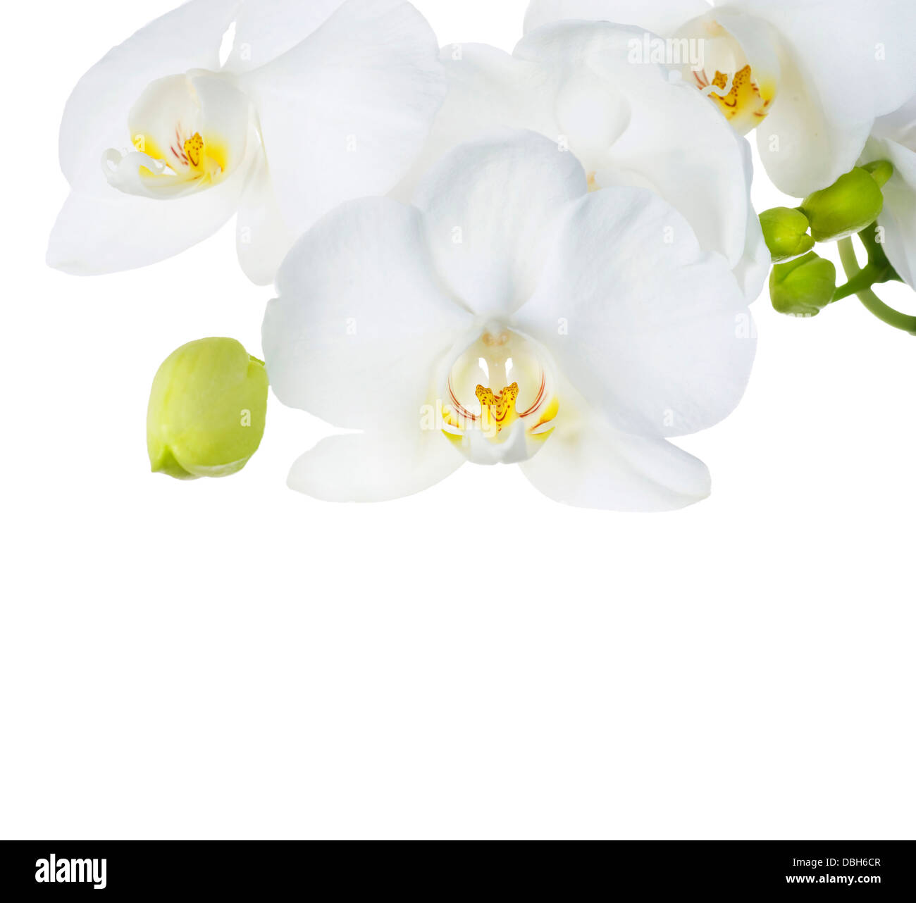 Orchids white love stem hi-res stock photography and images - Alamy