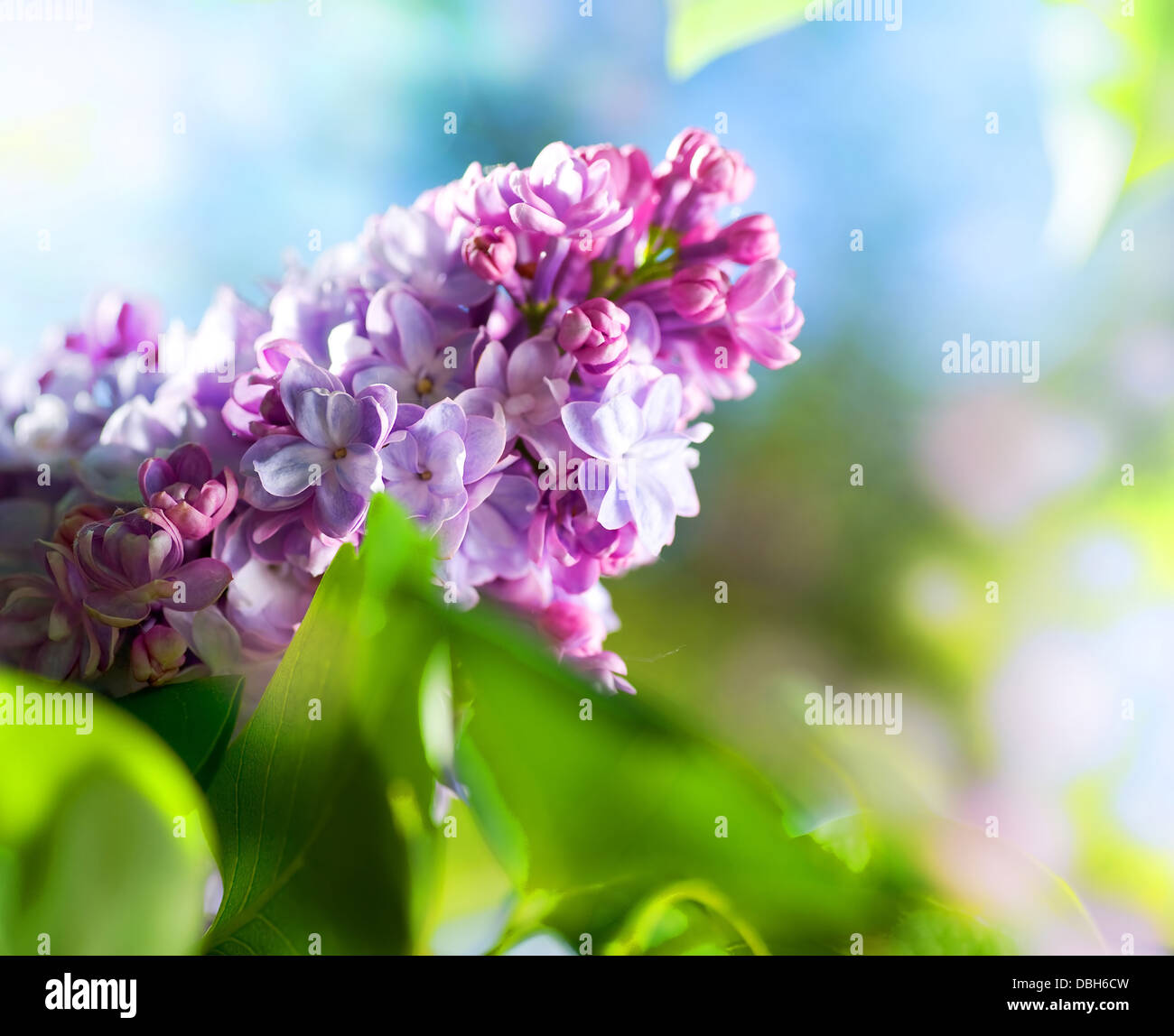 Beautiful Lilac Flower Stock Photo - Alamy