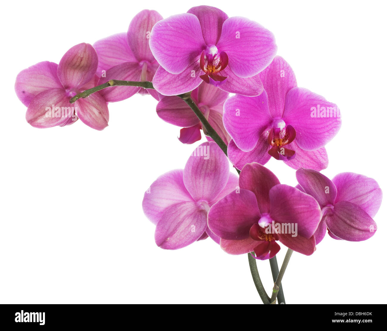 Beautiful Pink Orchids Stock Photo - Alamy