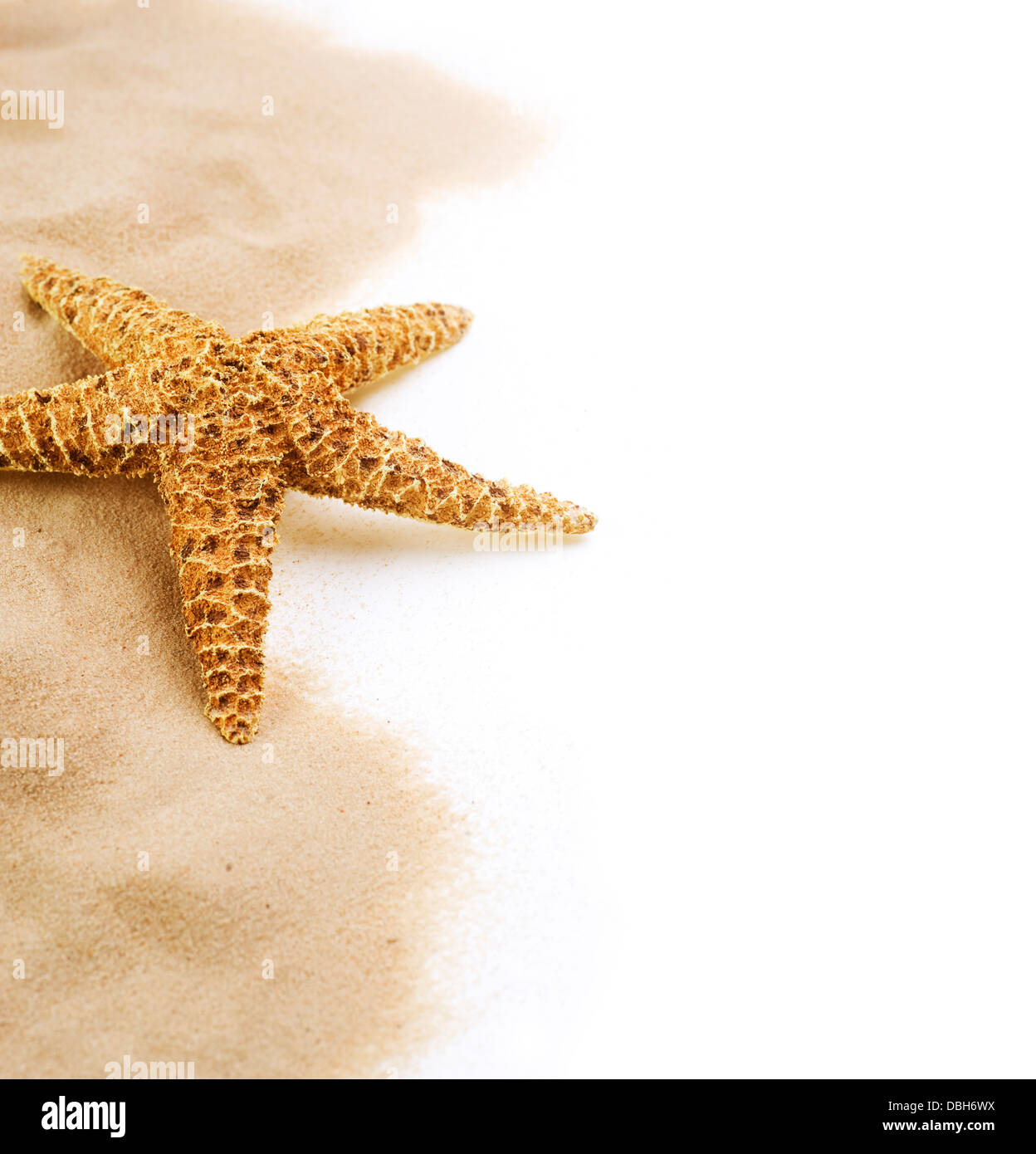 Starfish isolated over white hi-res stock photography and images - Alamy