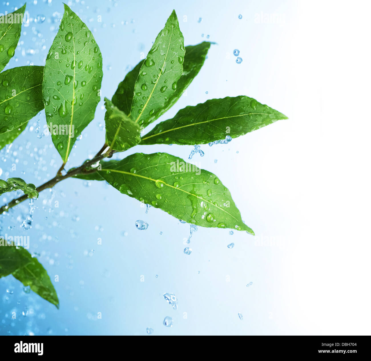 Fresh Green Leaves and Water Drops Stock Photo - Alamy