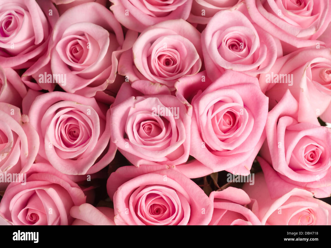 Big Roses Bouquet Stock Photo - Alamy