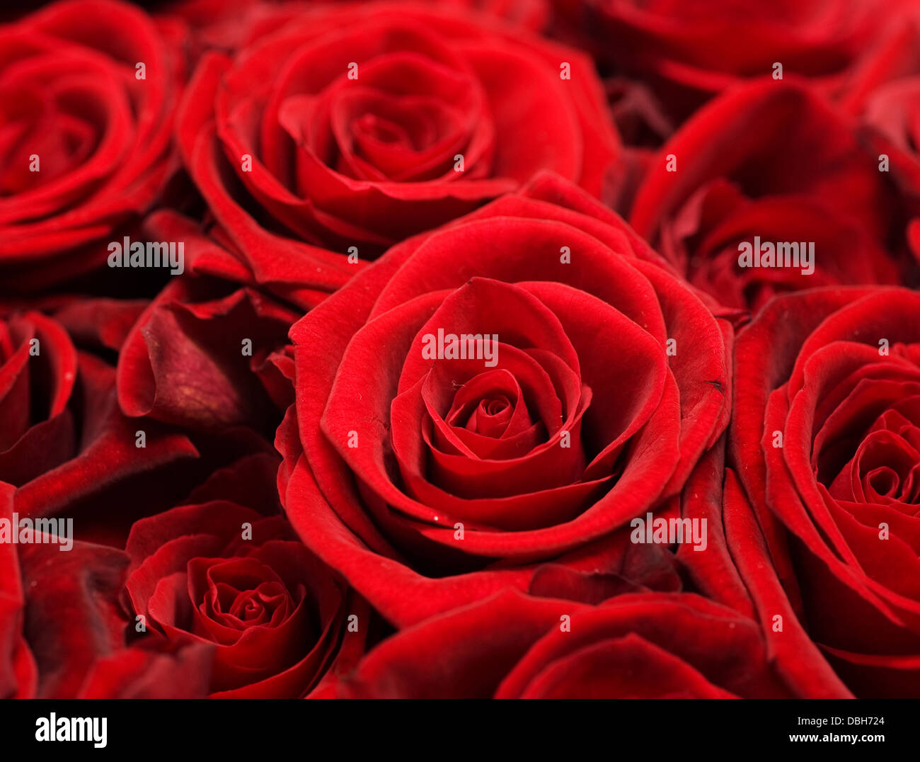 Red Roses Background Stock Photo - Alamy