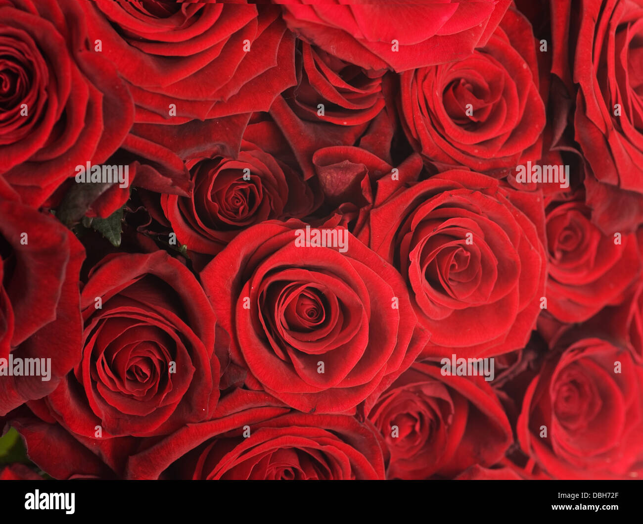 Red Roses Background Stock Photo - Alamy