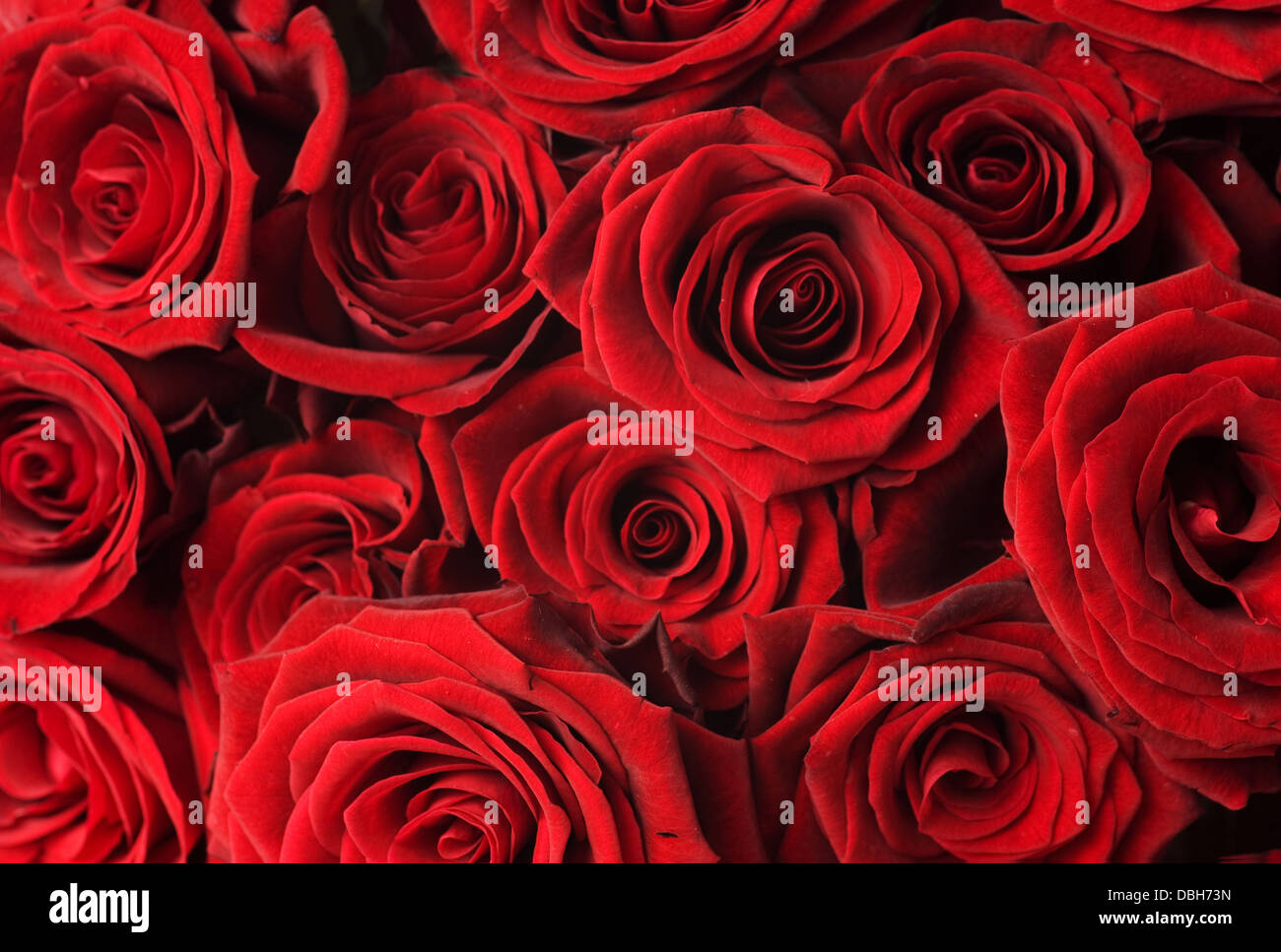 Red Roses Background Stock Photo - Alamy