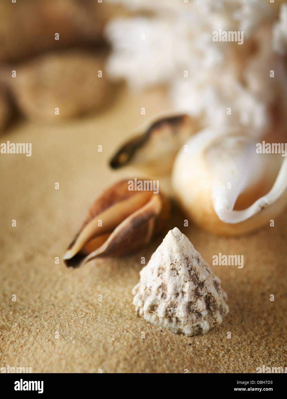 Curved shells hi-res stock photography and images - Alamy