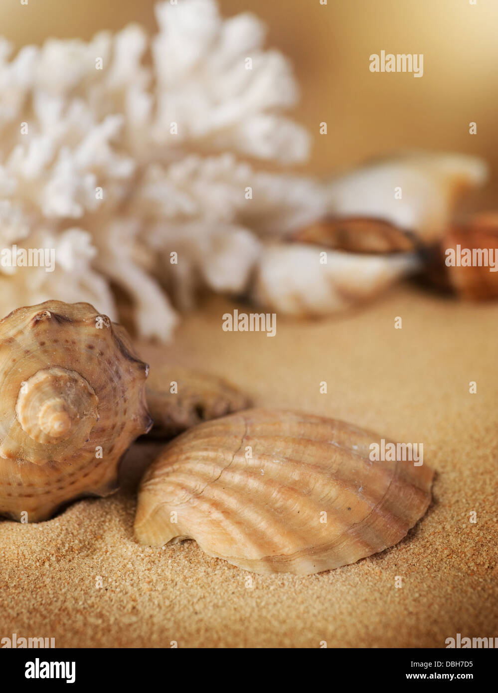 Shells natural forms hi-res stock photography and images - Alamy