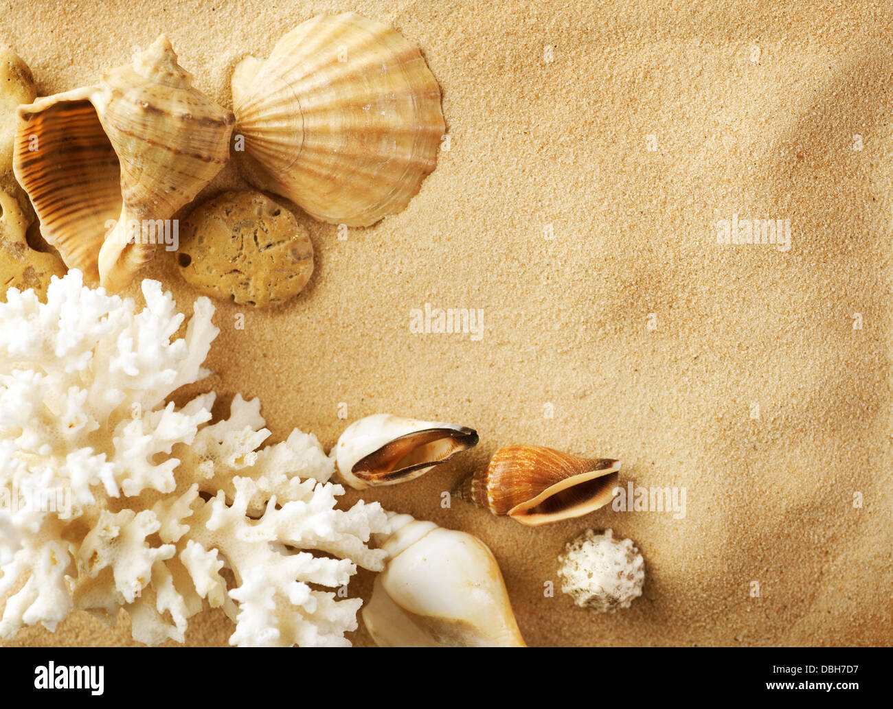 Seashells On The Sand Stock Photo - Alamy