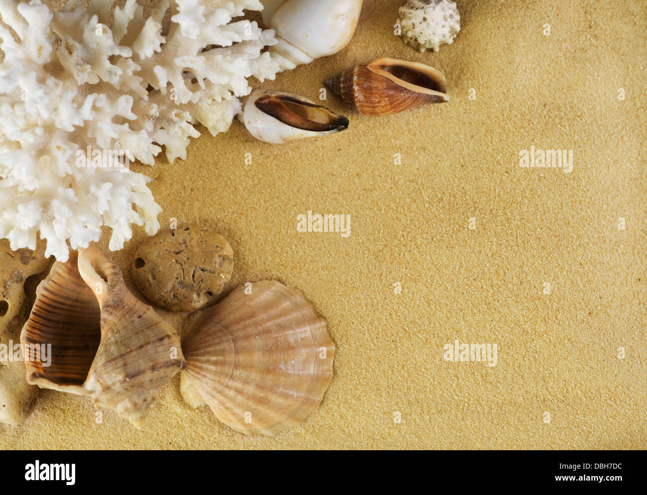 Seashells On The Sand Stock Photo - Alamy