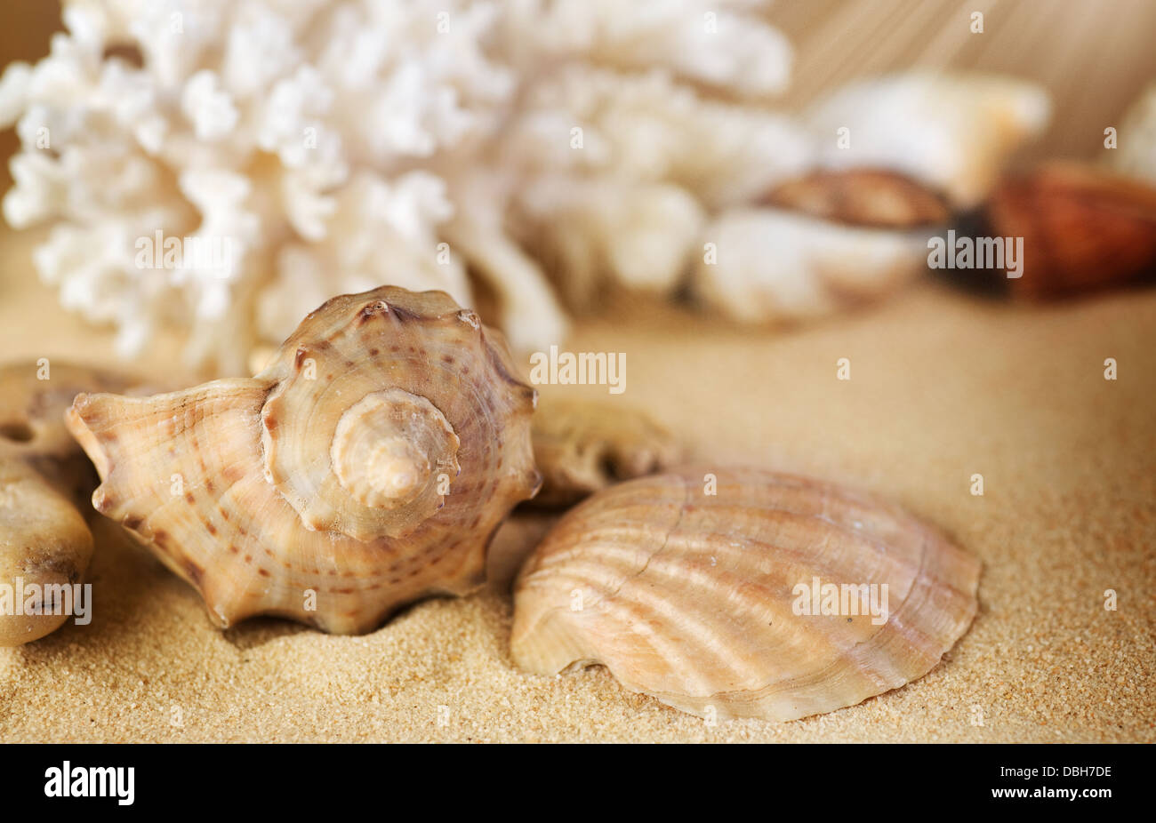 Curved shell forms hi-res stock photography and images - Alamy