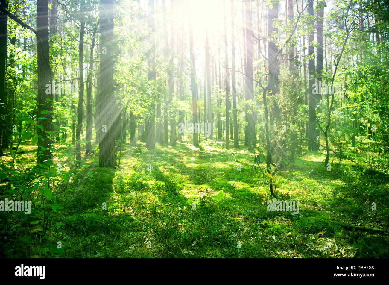 Misty Old Forest Stock Photo - Alamy