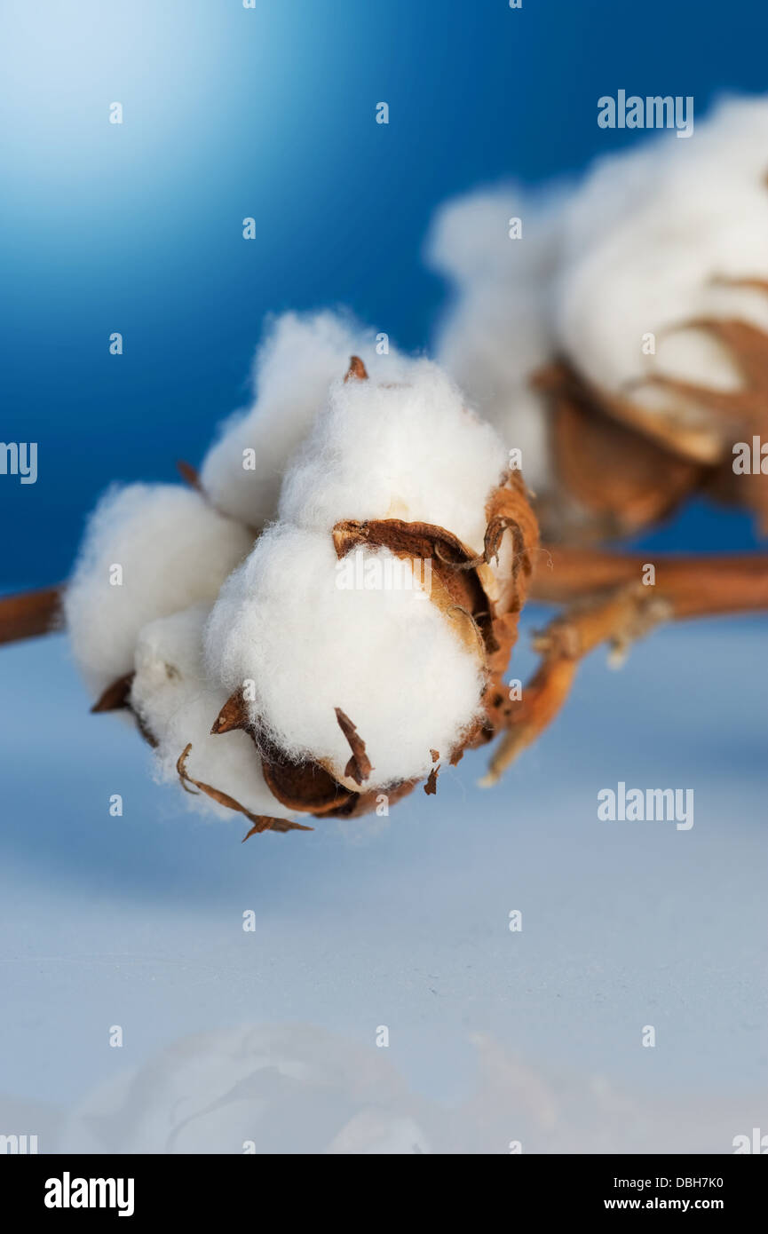 Cotton boll weaver hi-res stock photography and images - Alamy