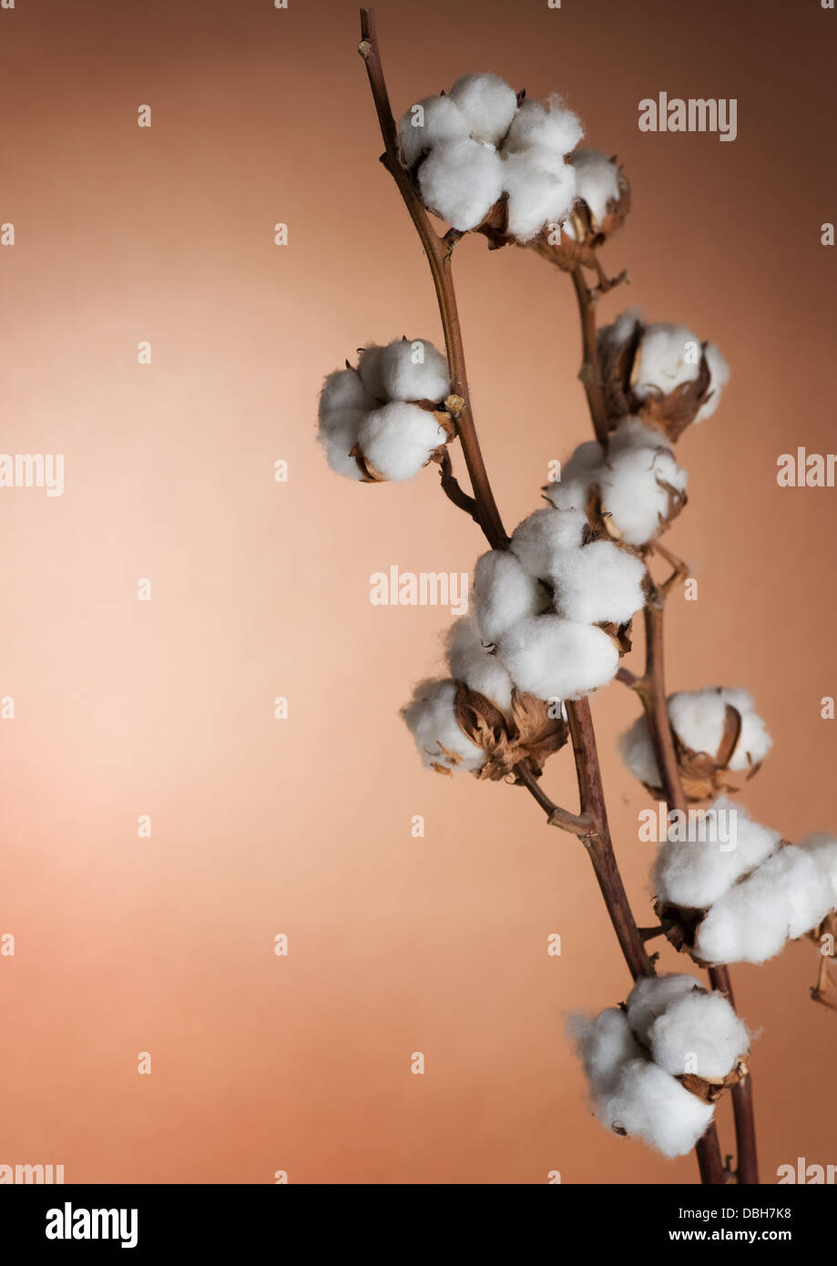 Cotton boll weaver hi-res stock photography and images - Alamy