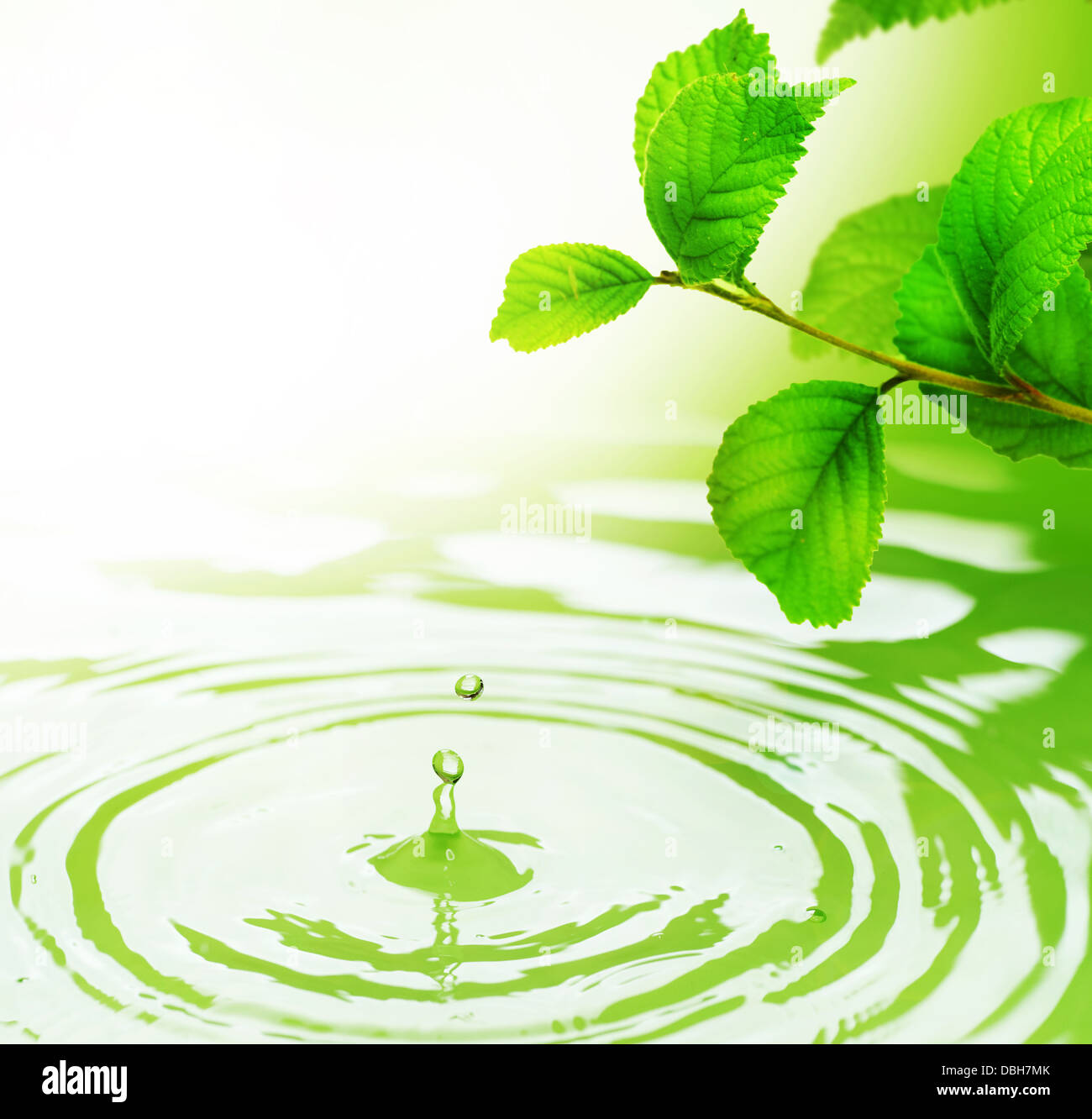 Green Leaves and Water Stock Photo - Alamy