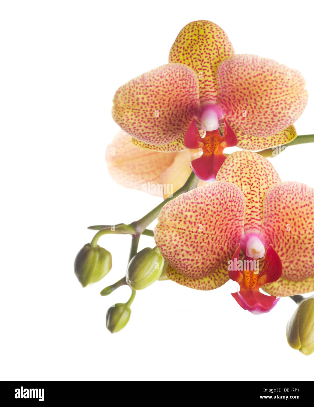 Orchid border hi-res stock photography and images - Alamy
