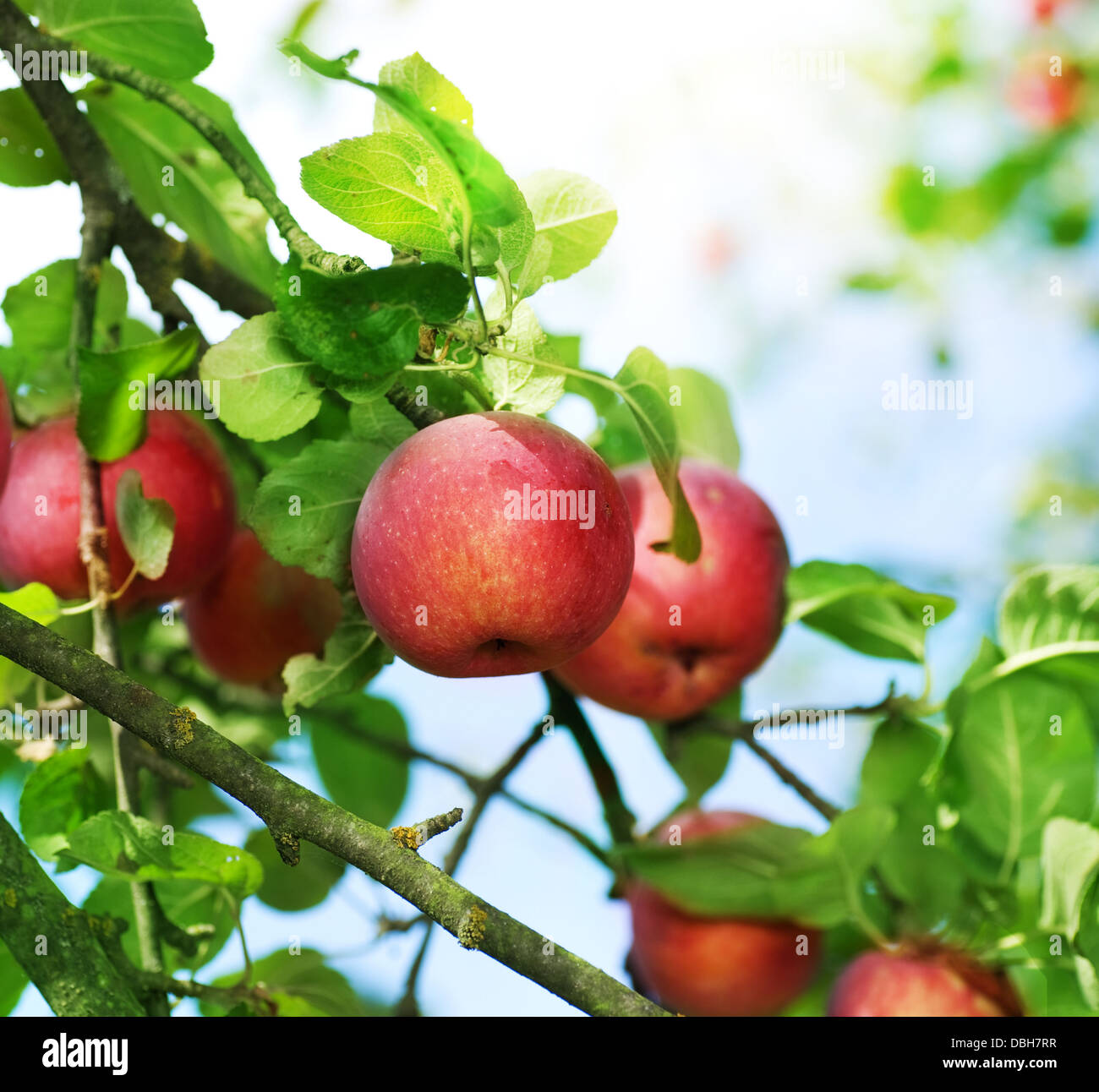 Apples autumn sunlight hi-res stock photography and images - Alamy