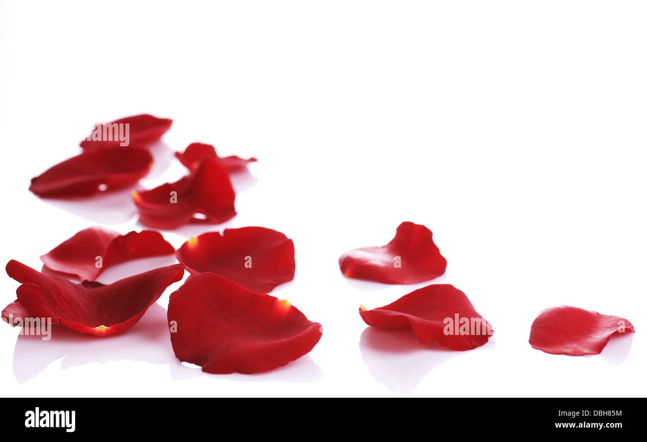 Rose color border hi-res stock photography and images - Alamy