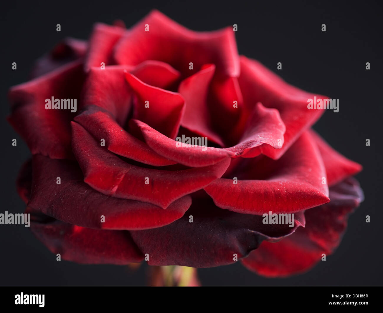 Beautiful red Rose over black Stock Photo - Alamy
