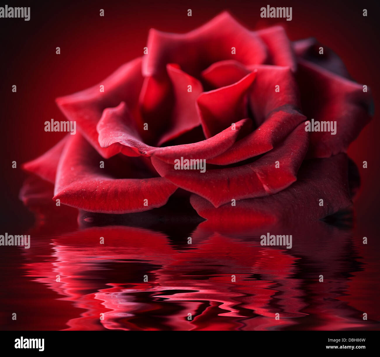 Perfect Rose with water reflection Stock Photo - Alamy