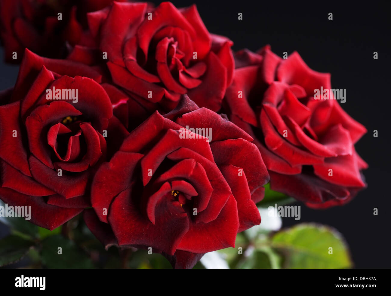 Beautiful Red Roses Bouquet over black Stock Photo - Alamy
