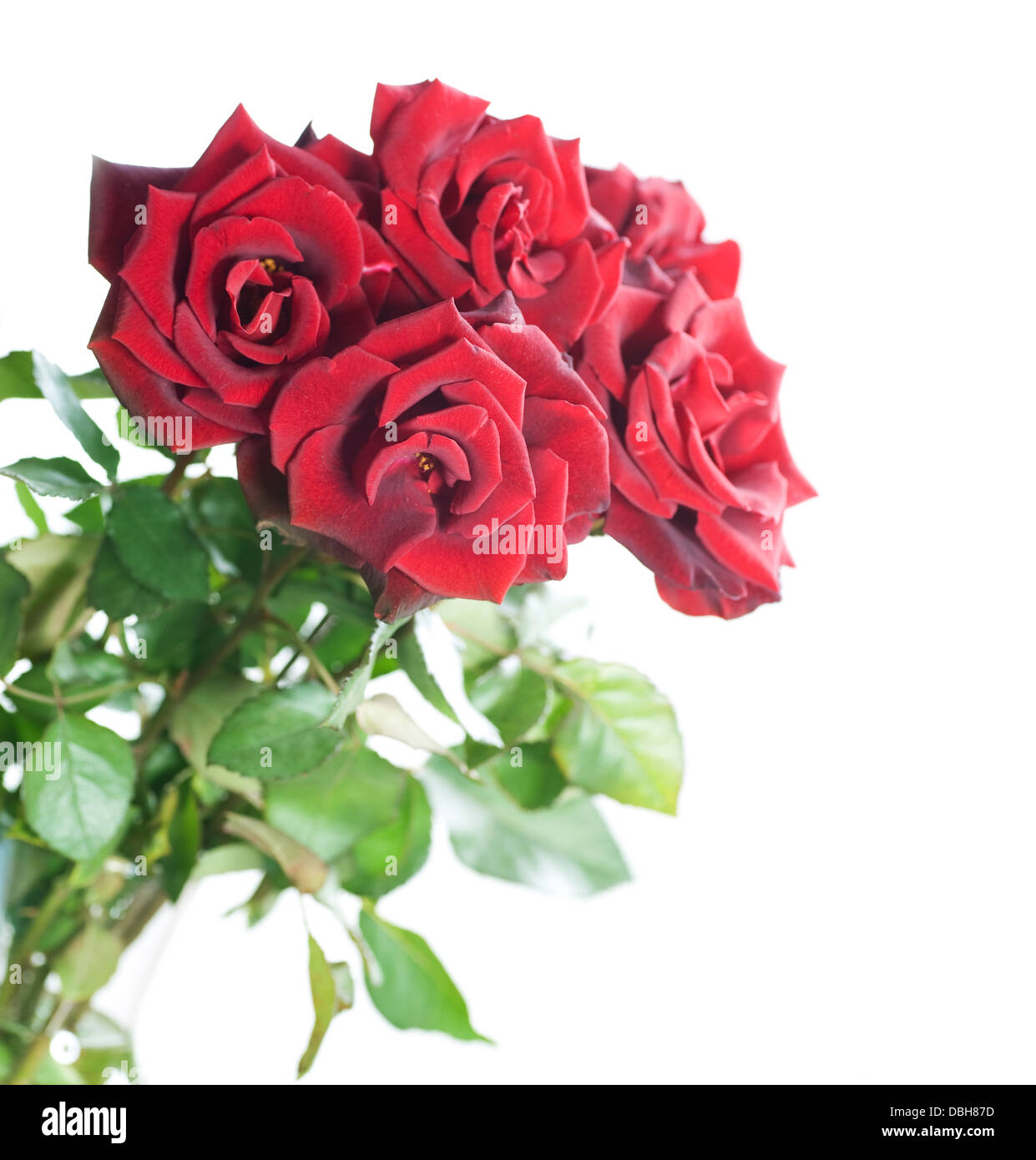 Beautiful red Roses over white Stock Photo - Alamy