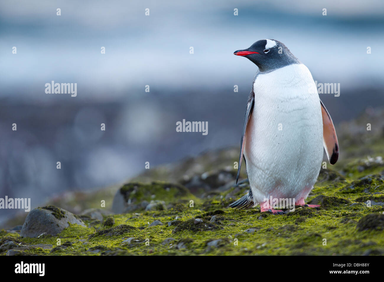 portrait of a penguin Stock Photo - Alamy
