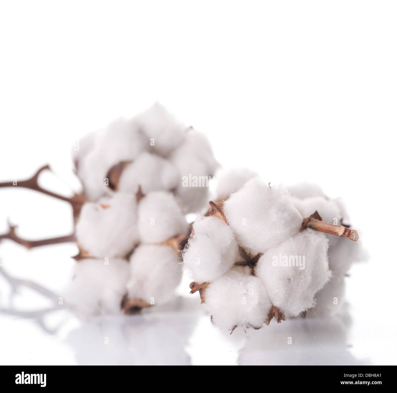 Cotton boll hi-res stock photography and images - Alamy