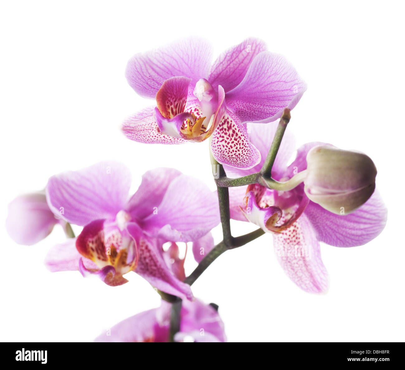 Beautiful Orchid Over White Stock Photo - Alamy