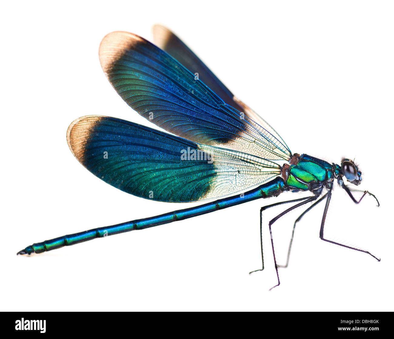 Dragonfly park Cut Out Stock Images & Pictures - Alamy