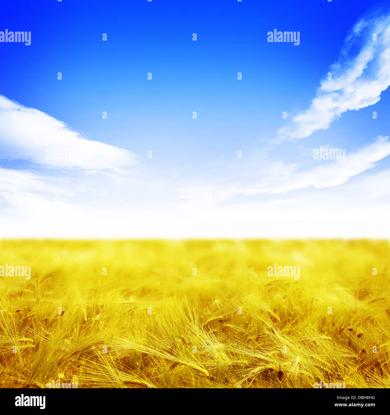 Beautiful Wheat Field Stock Photo - Alamy