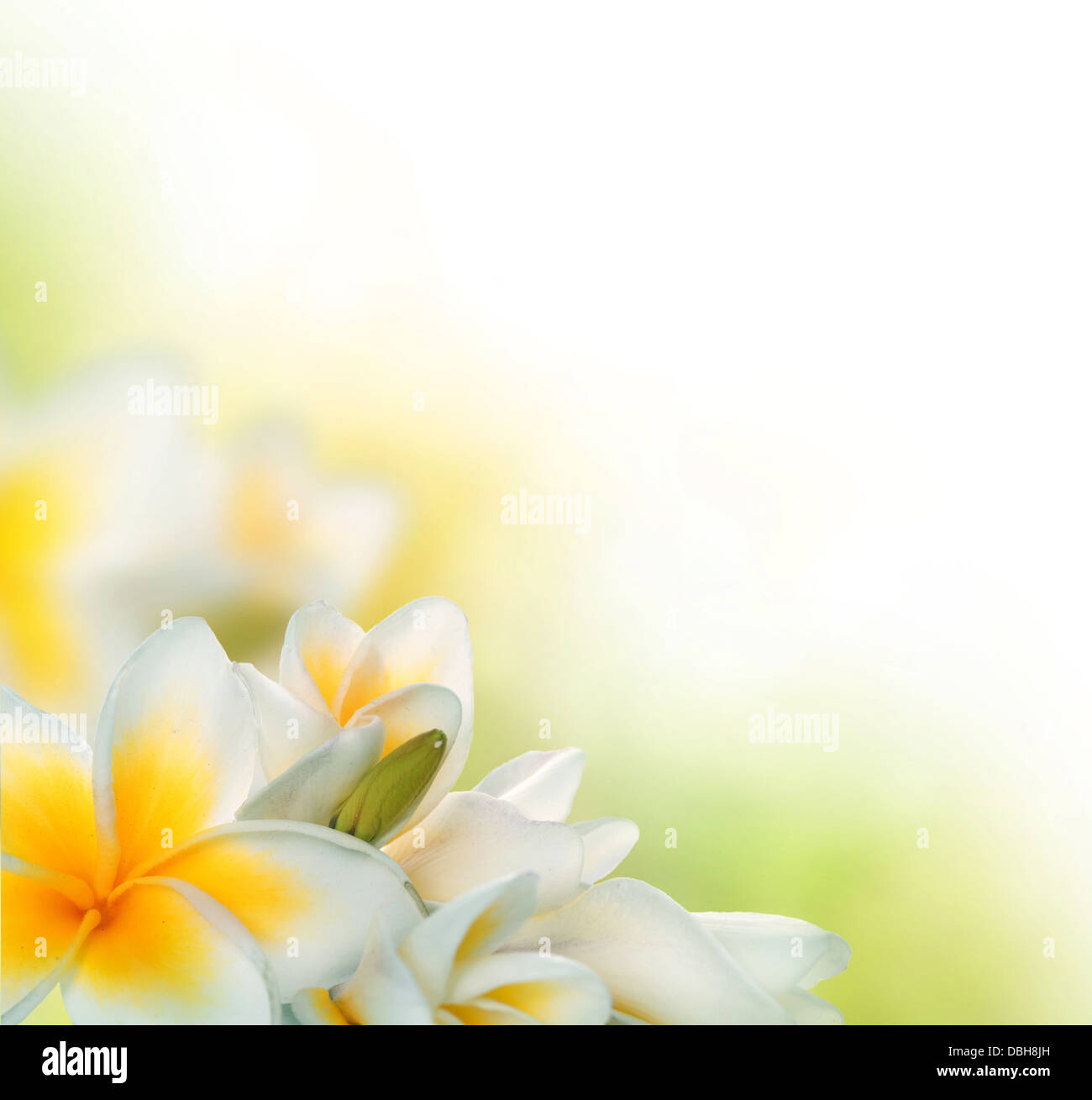 Frangipani Spa Flowers Border. Plumeria Stock Photo - Alamy
