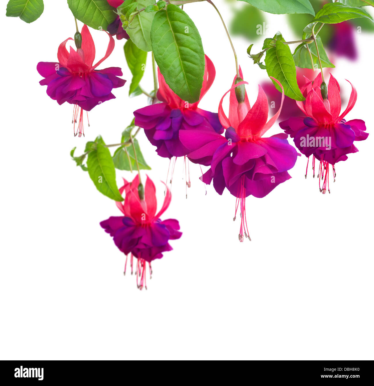 Fuchs fuchsia hi-res stock photography and images - Alamy