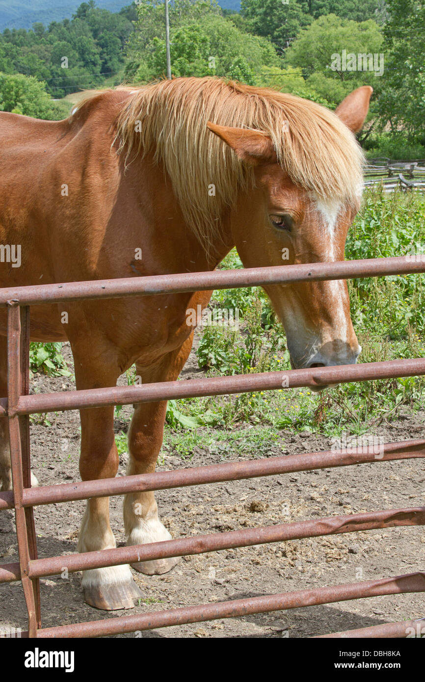 Ginger the horse hi-res stock photography and images - Alamy
