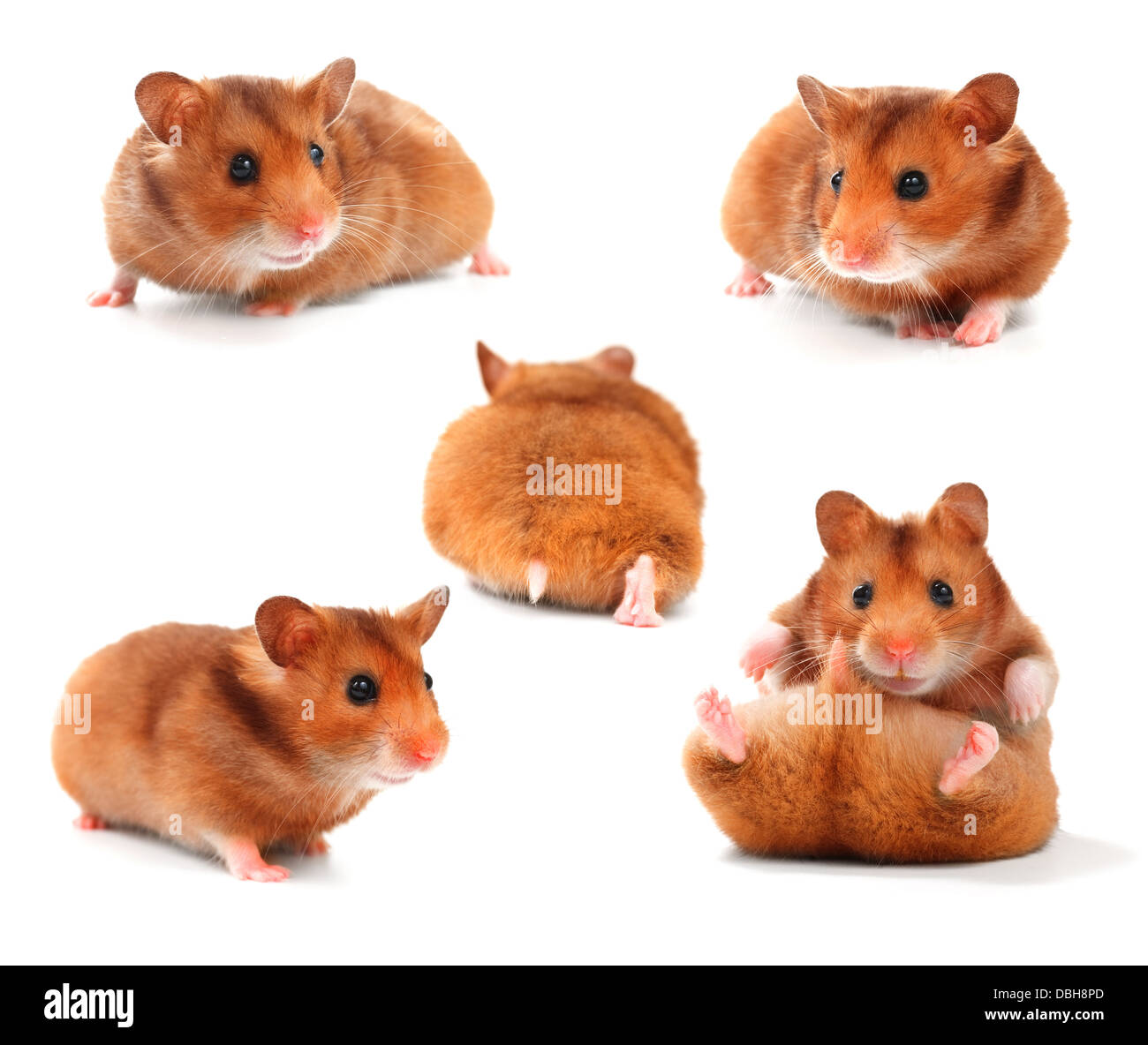 Mammal collection hi-res stock photography and images - Alamy