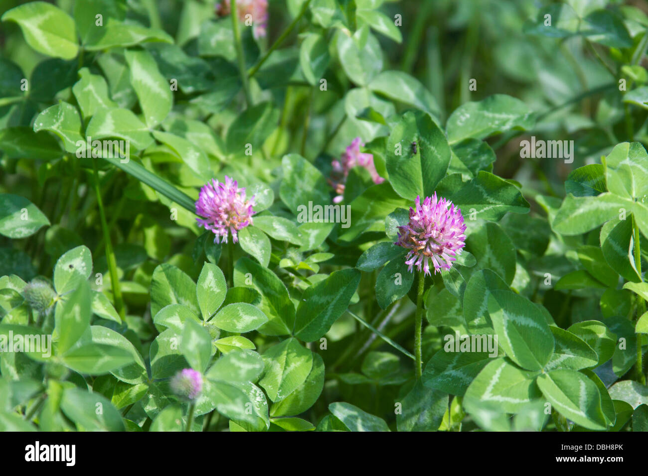 Trefoil clover hi-res stock photography and images - Alamy