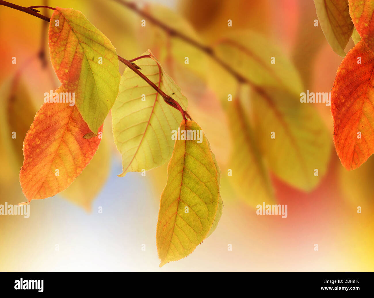 Autumn Leaves design Stock Photo - Alamy