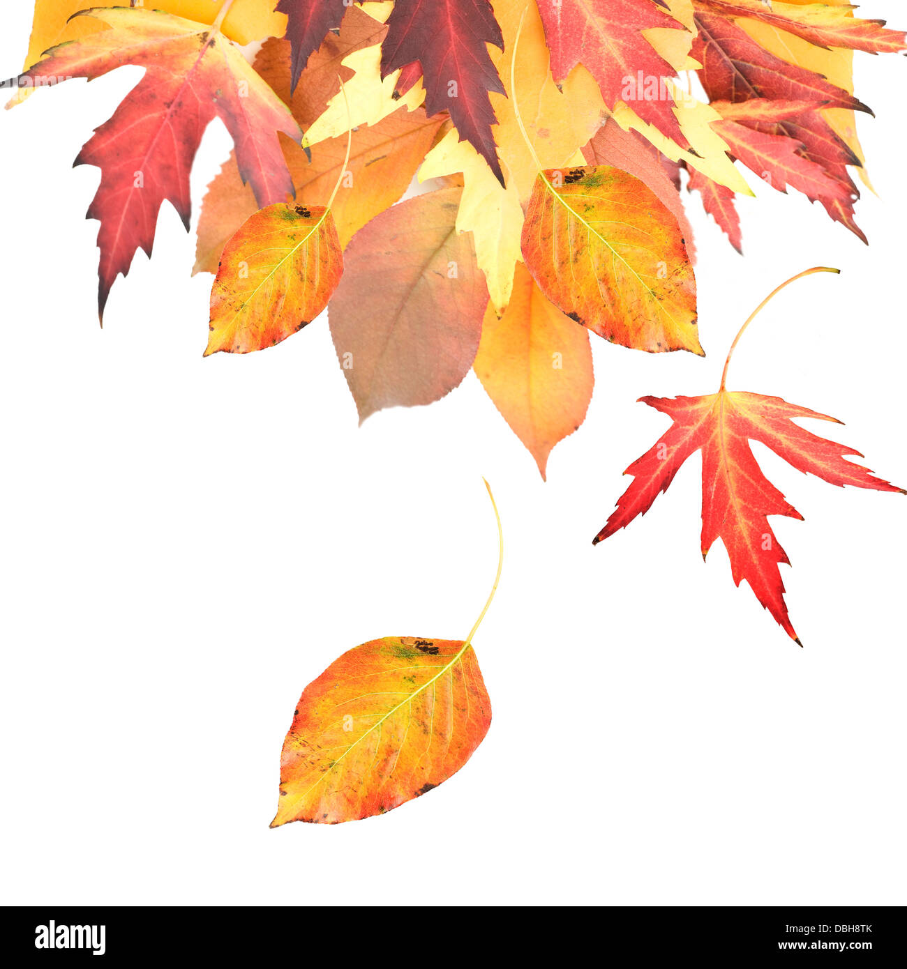 Autumnal Leaves Border Stock Photo - Alamy