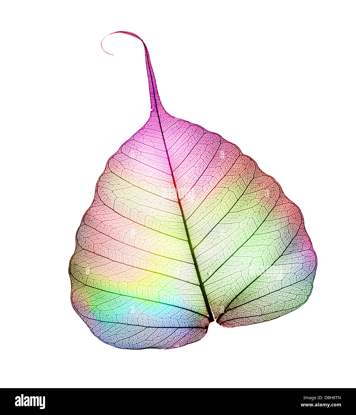 White and green leaf hi-res stock photography and images - Alamy