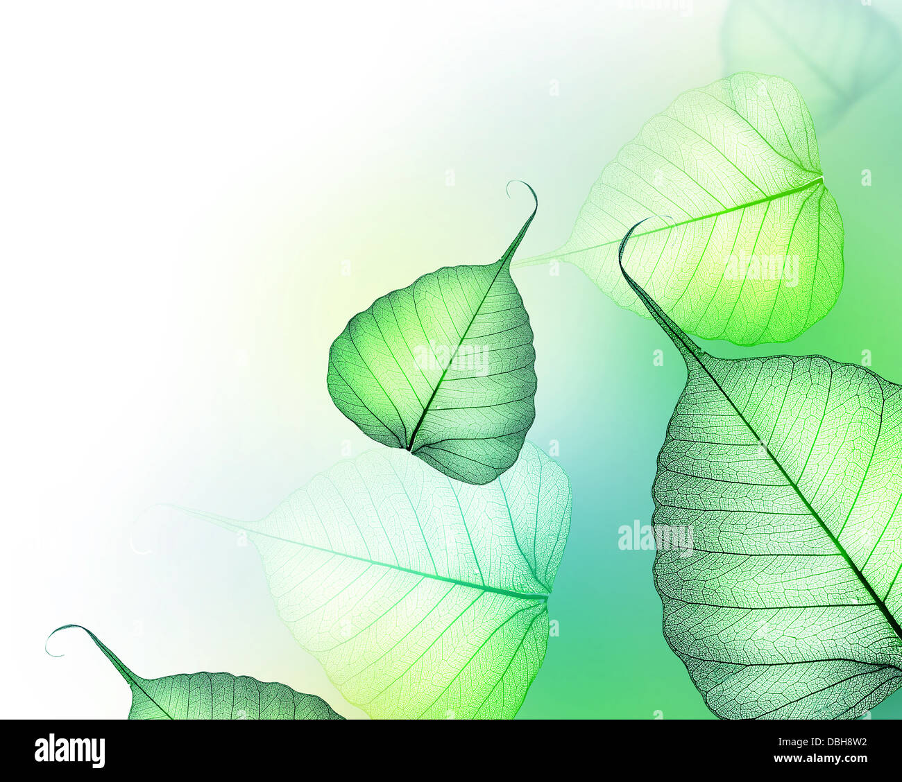 Beautiful Green Leaves Border. Floral Design Stock Photo - Alamy