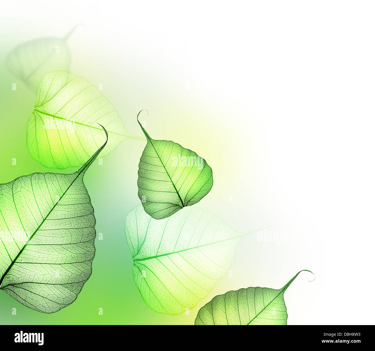 Beautiful Floral Design. Green Leaves Stock Photo - Alamy