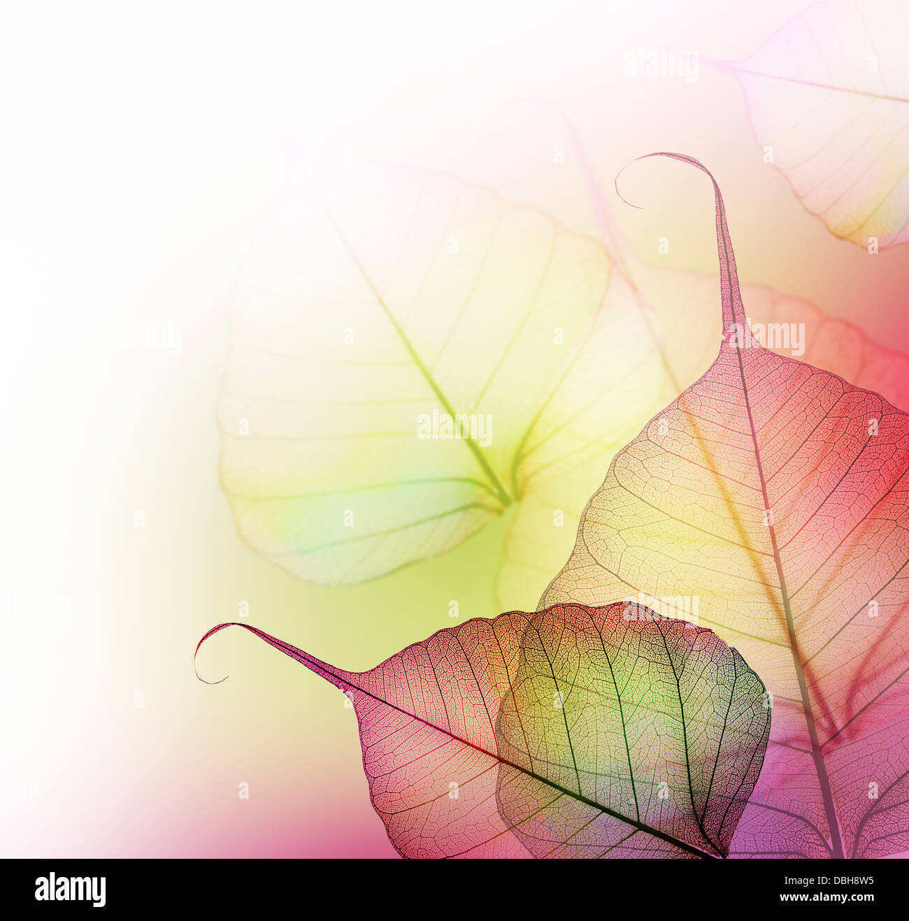 Beautiful Floral Border. Leaves Stock Photo - Alamy