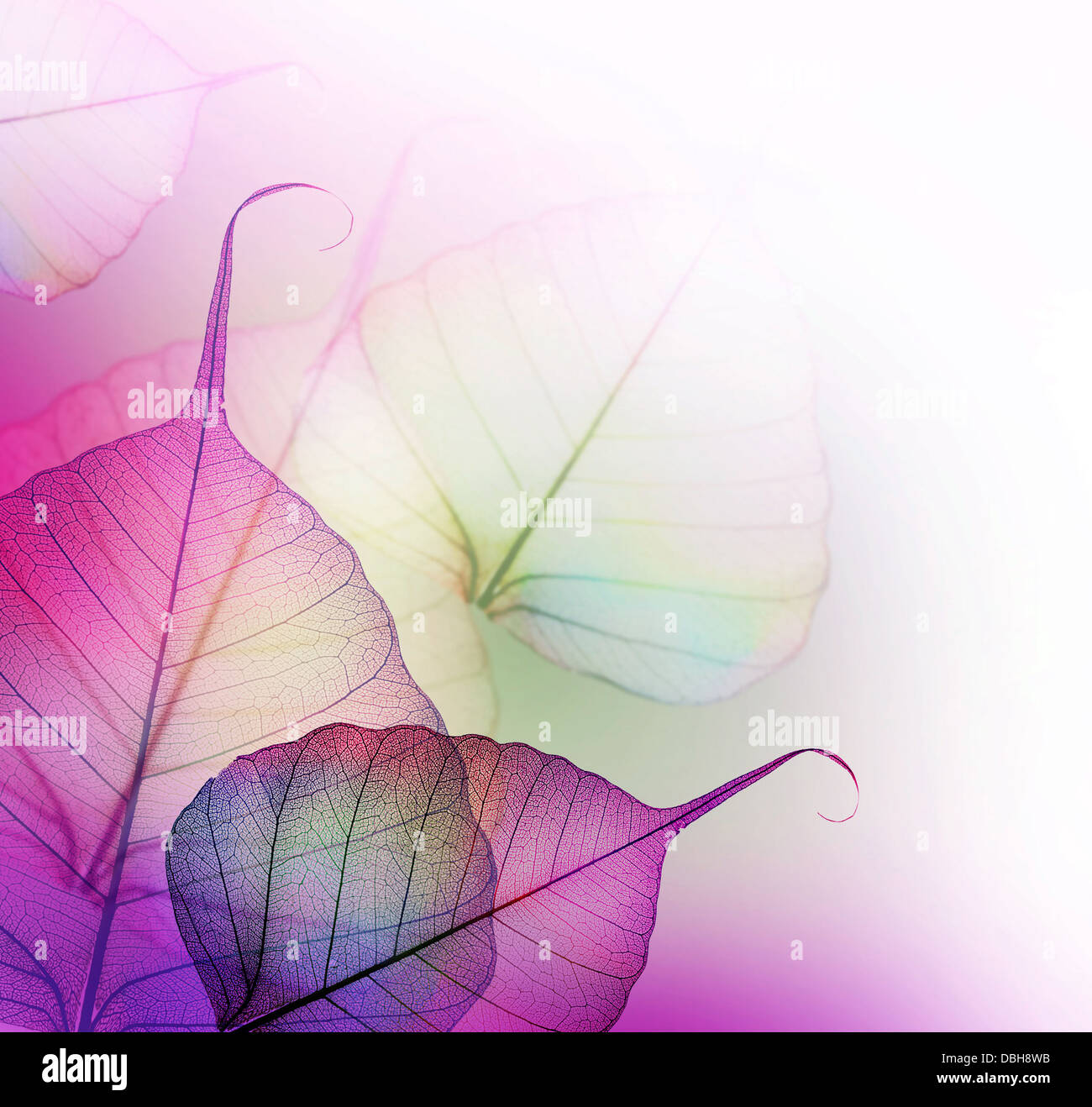 Floral Design. Leaves Stock Photo - Alamy