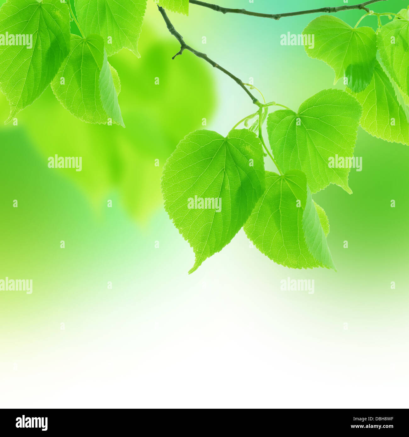 Fresh Spring Leaves Stock Photo - Alamy