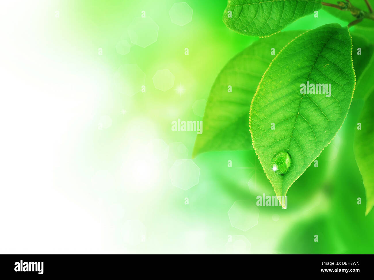 Beautiful Spring Leaves Border Stock Photo - Alamy