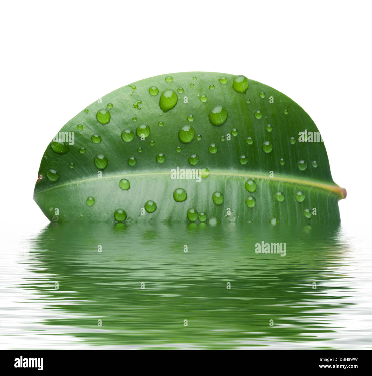 Fresh Leaf in Water Stock Photo - Alamy