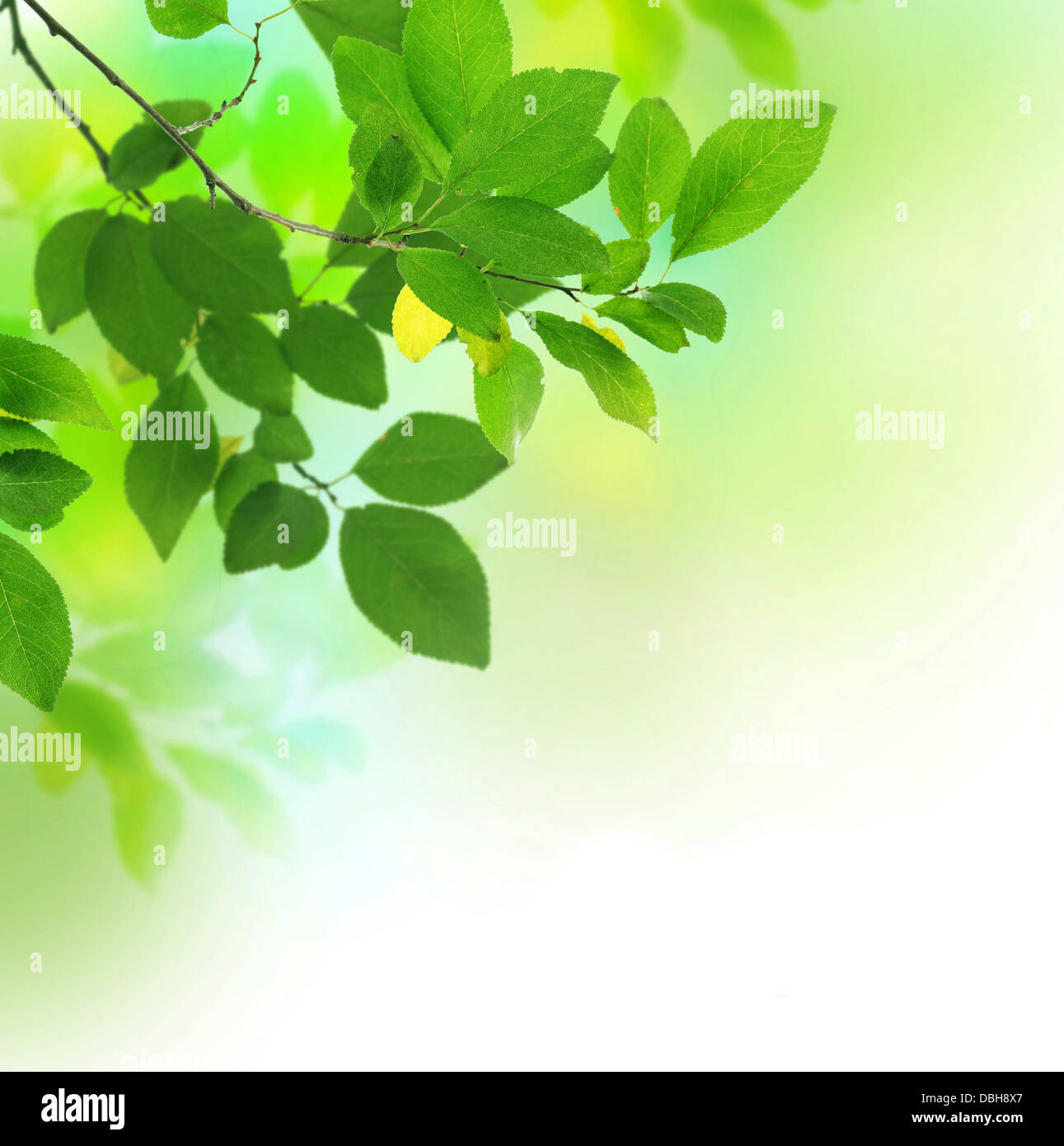 Beautiful Fresh Green Leaves Stock Photo - Alamy