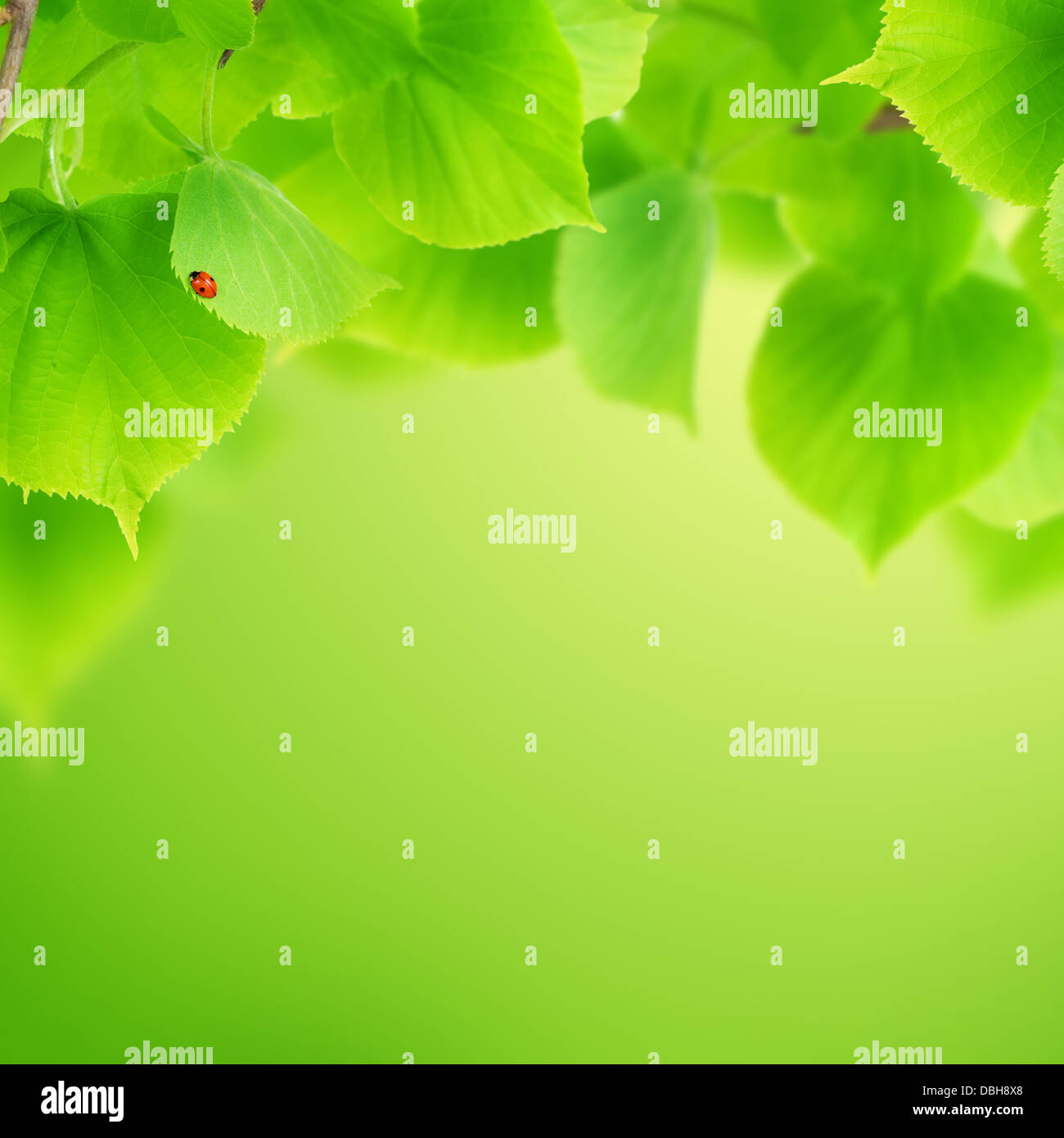 Fresh Green Leaves Stock Photo - Alamy