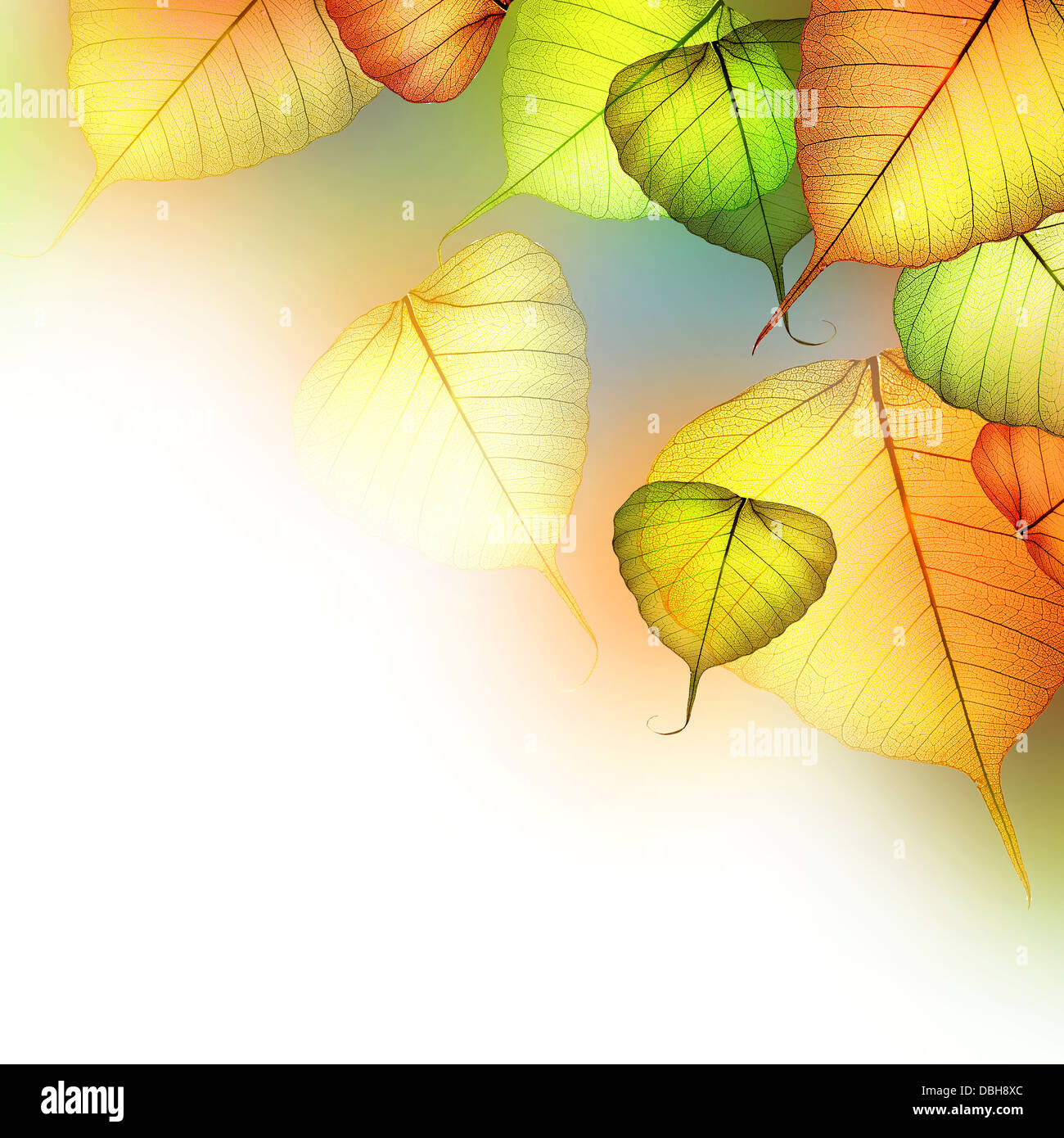 Fall border hi-res stock photography and images - Alamy