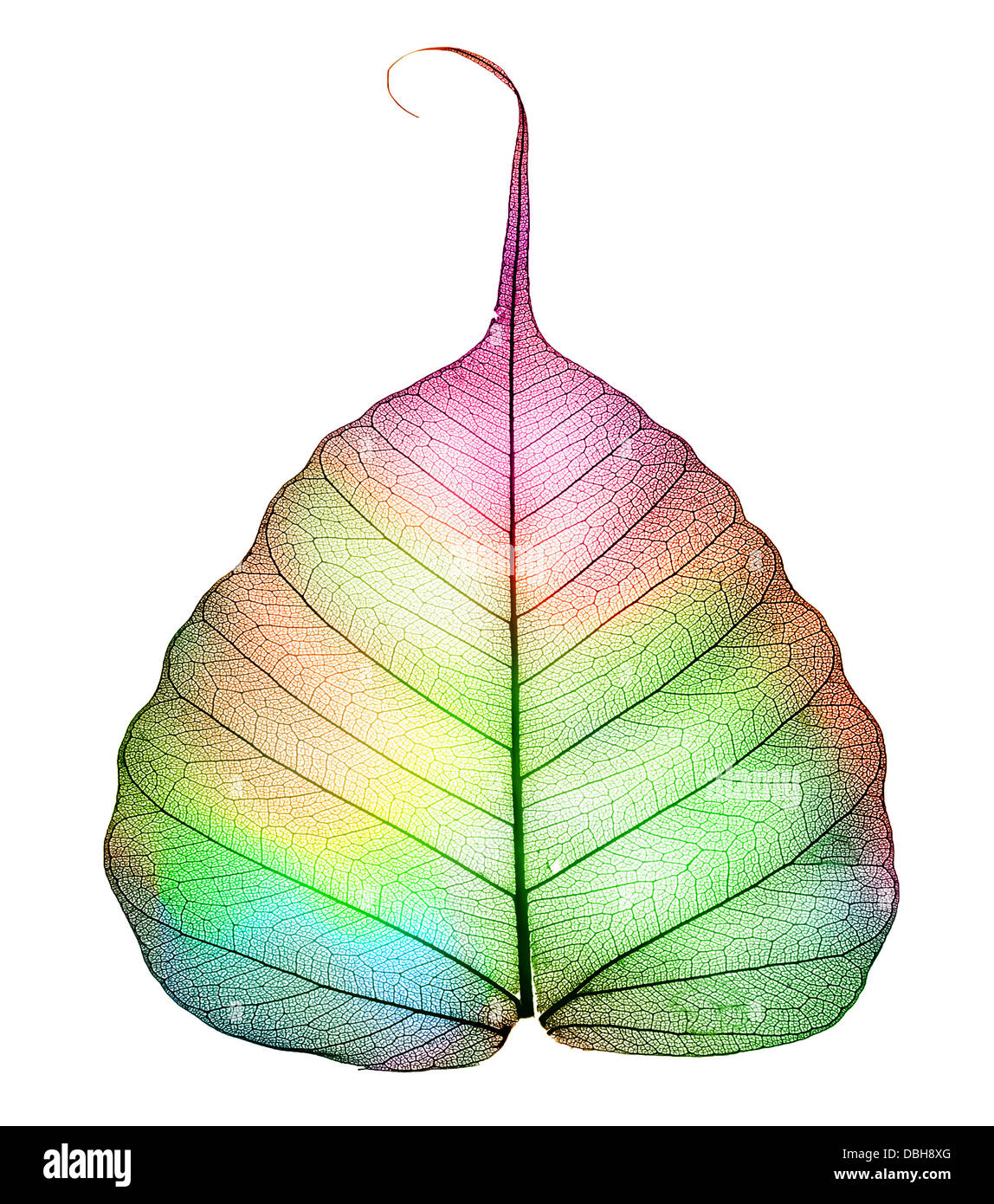 Abstract Colorful Leaf Isolated On White Stock Photo - Alamy